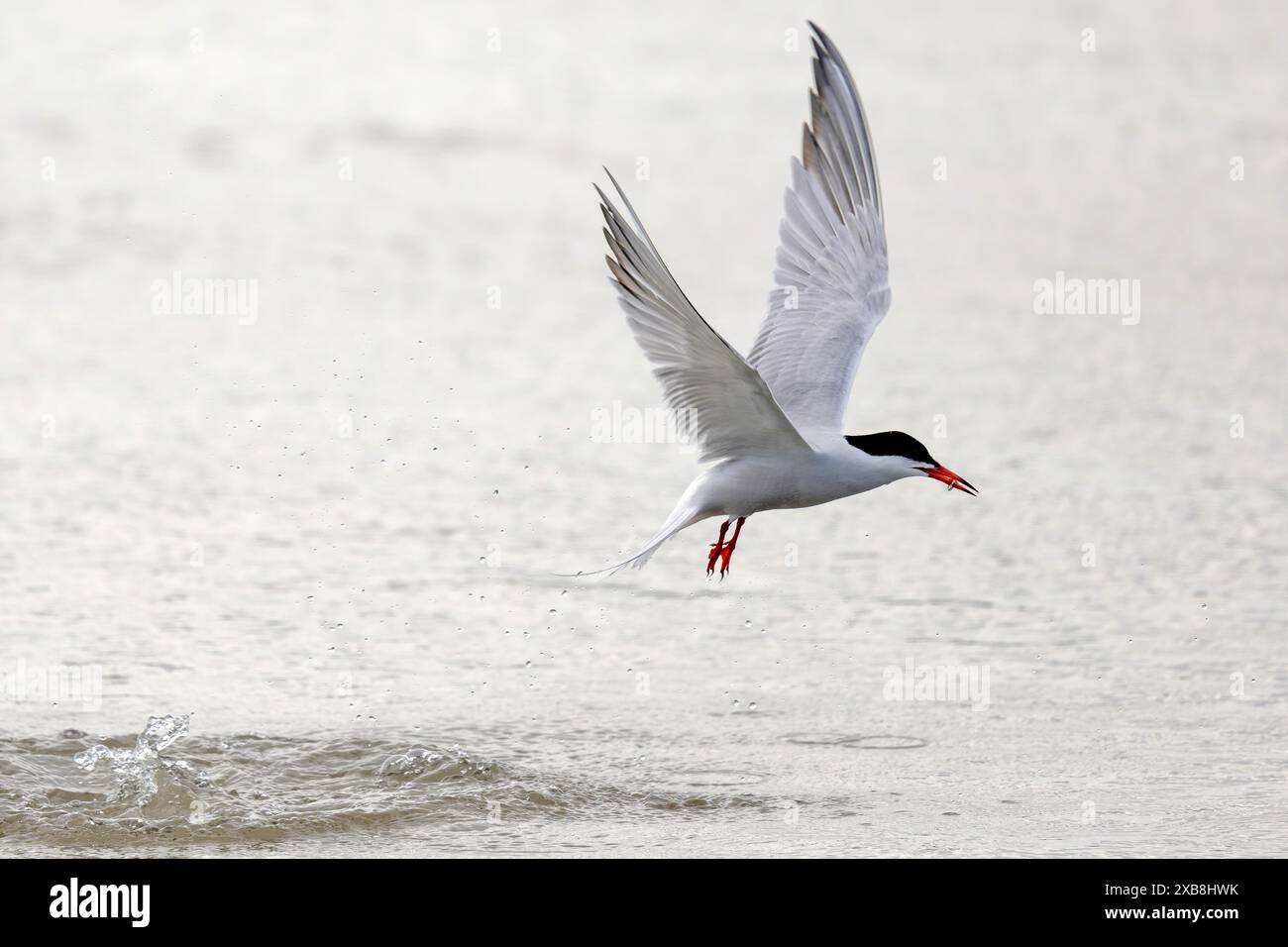 Tern fishing hi-res stock photography and images - Alamy