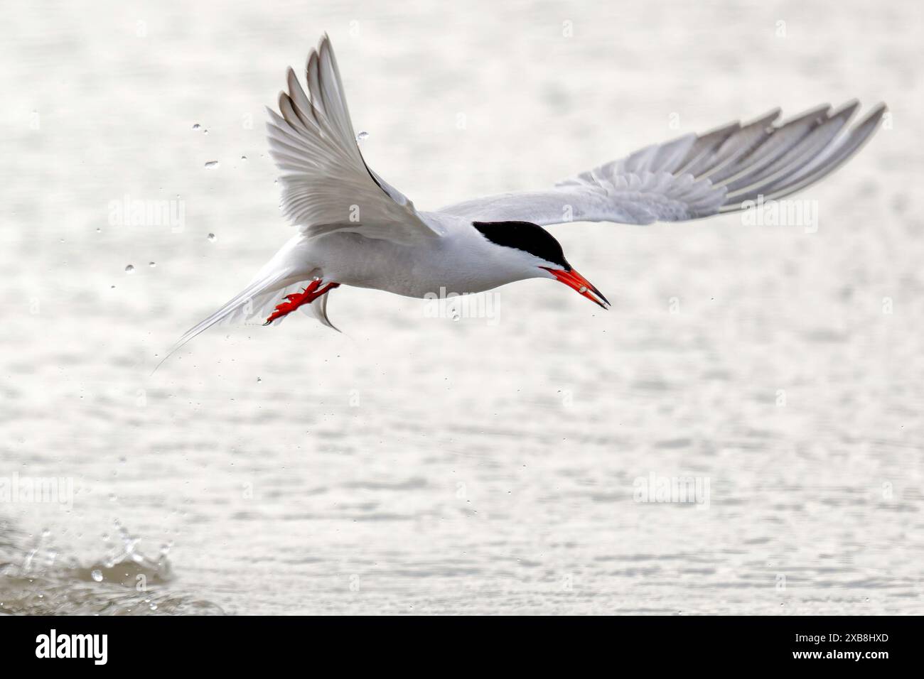 Bird watching for fish hi-res stock photography and images - Alamy