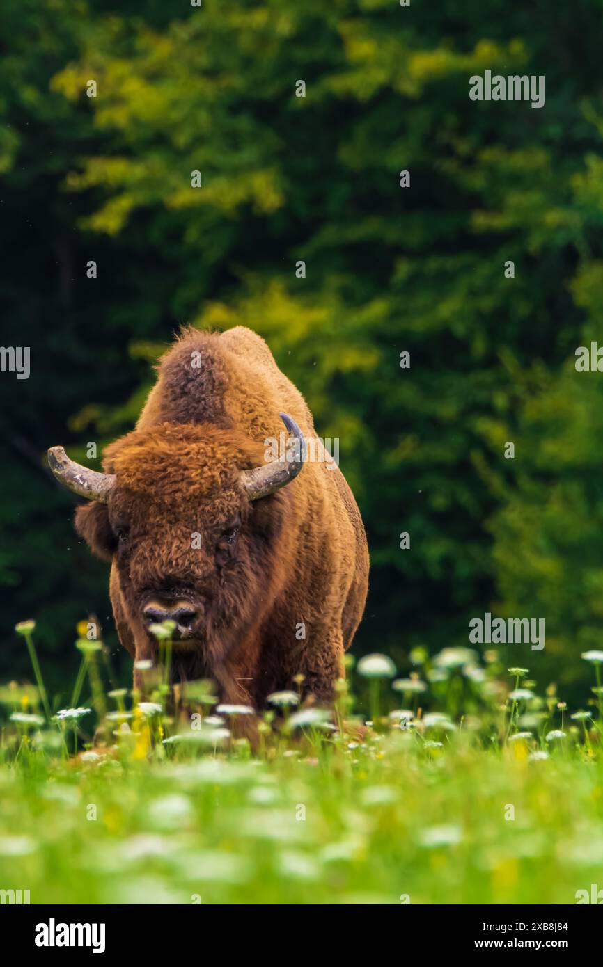 Bison nature hi-res stock photography and images - Alamy