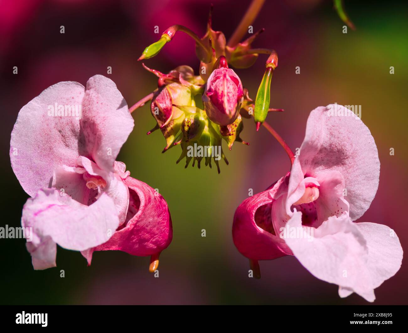 Himalayan balsam shining in summer light Stock Photo - Alamy