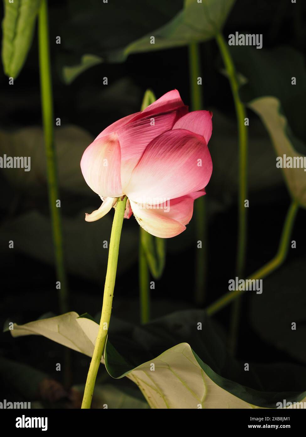 A lotus flower by the lakeshore following a rainfall Stock Photo - Alamy