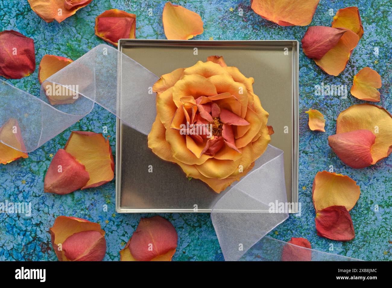 Rose petals withering hi-res stock photography and images - Alamy
