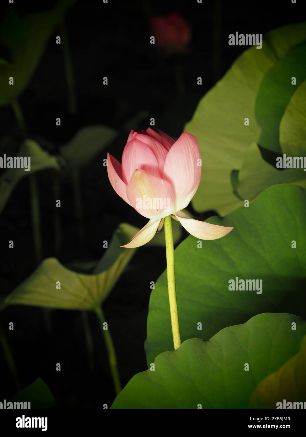 A lotus flower by the lakeshore following a rainfall Stock Photo - Alamy