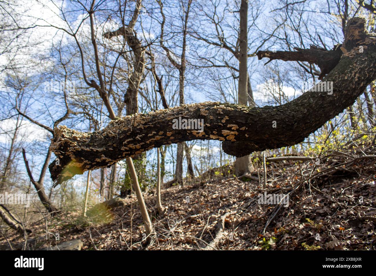A close-up of a massive tree branch on a hill Stock Photo - Alamy