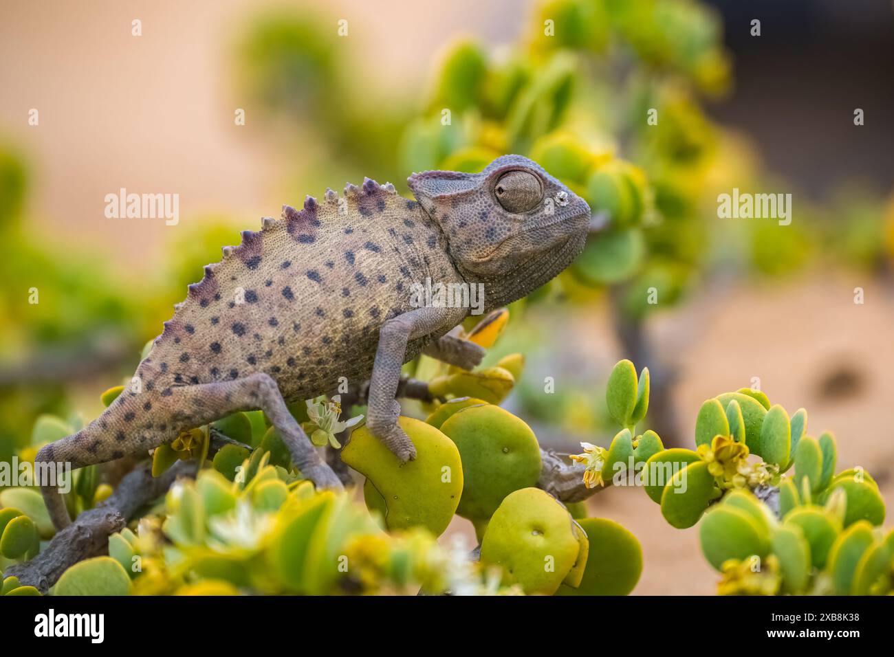 Namaqua Chameleon, Chamaeleo namaquensis, standing on the sand in the ...