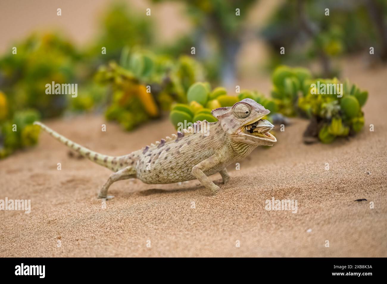 Namaqua Chameleon, Chamaeleo namaquensis, eating a beetle in the Namib ...
