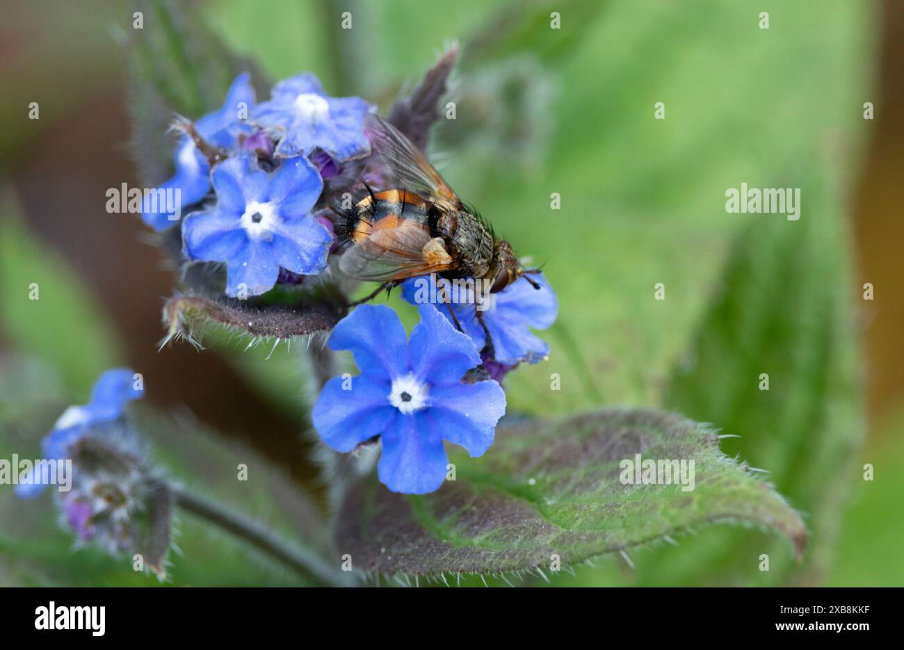 Tachinid Flies are parasitic, laying their eggs in caterpillars and ...