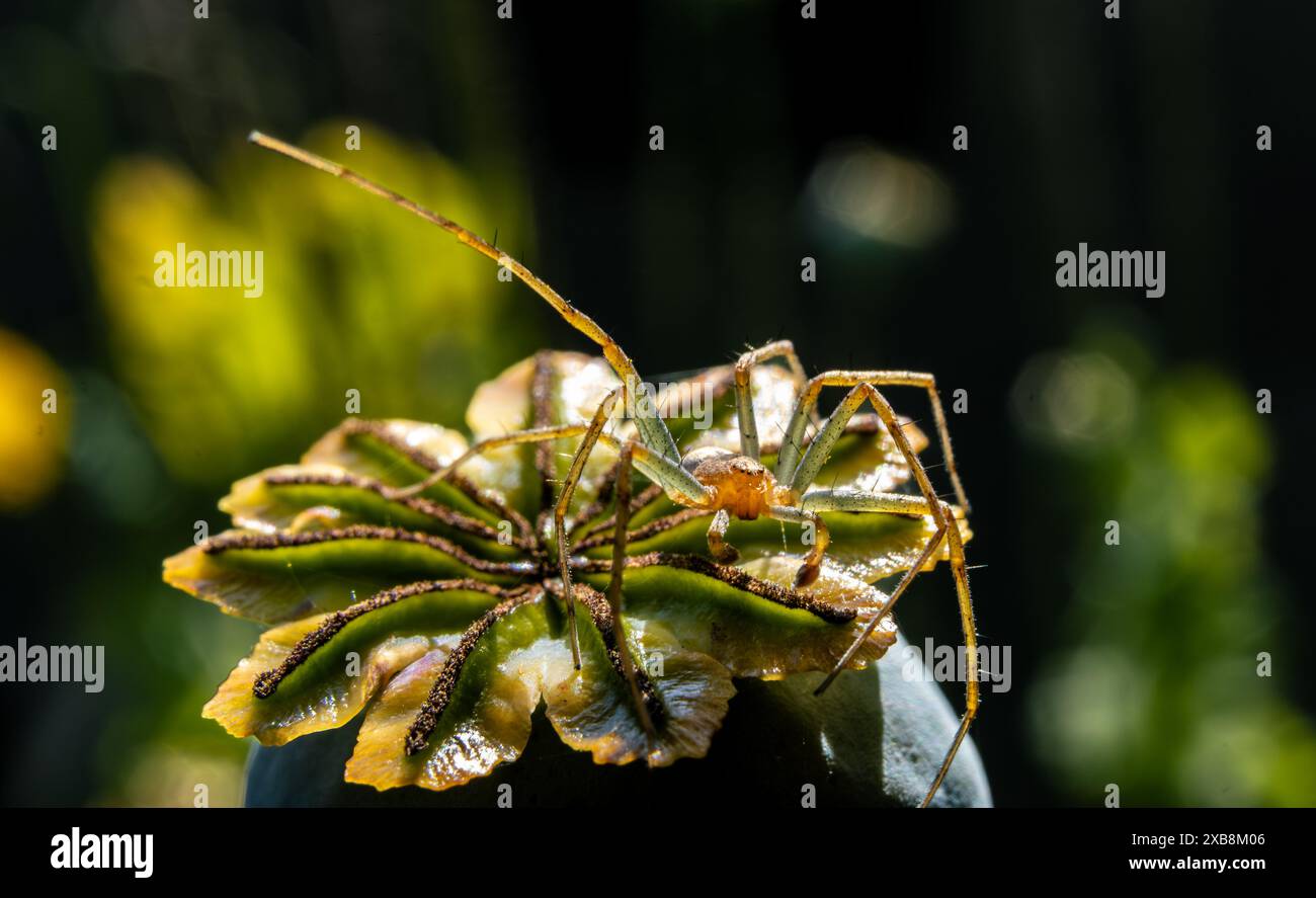 A spider resting on leafy plant, close-up view Stock Photo - Alamy
