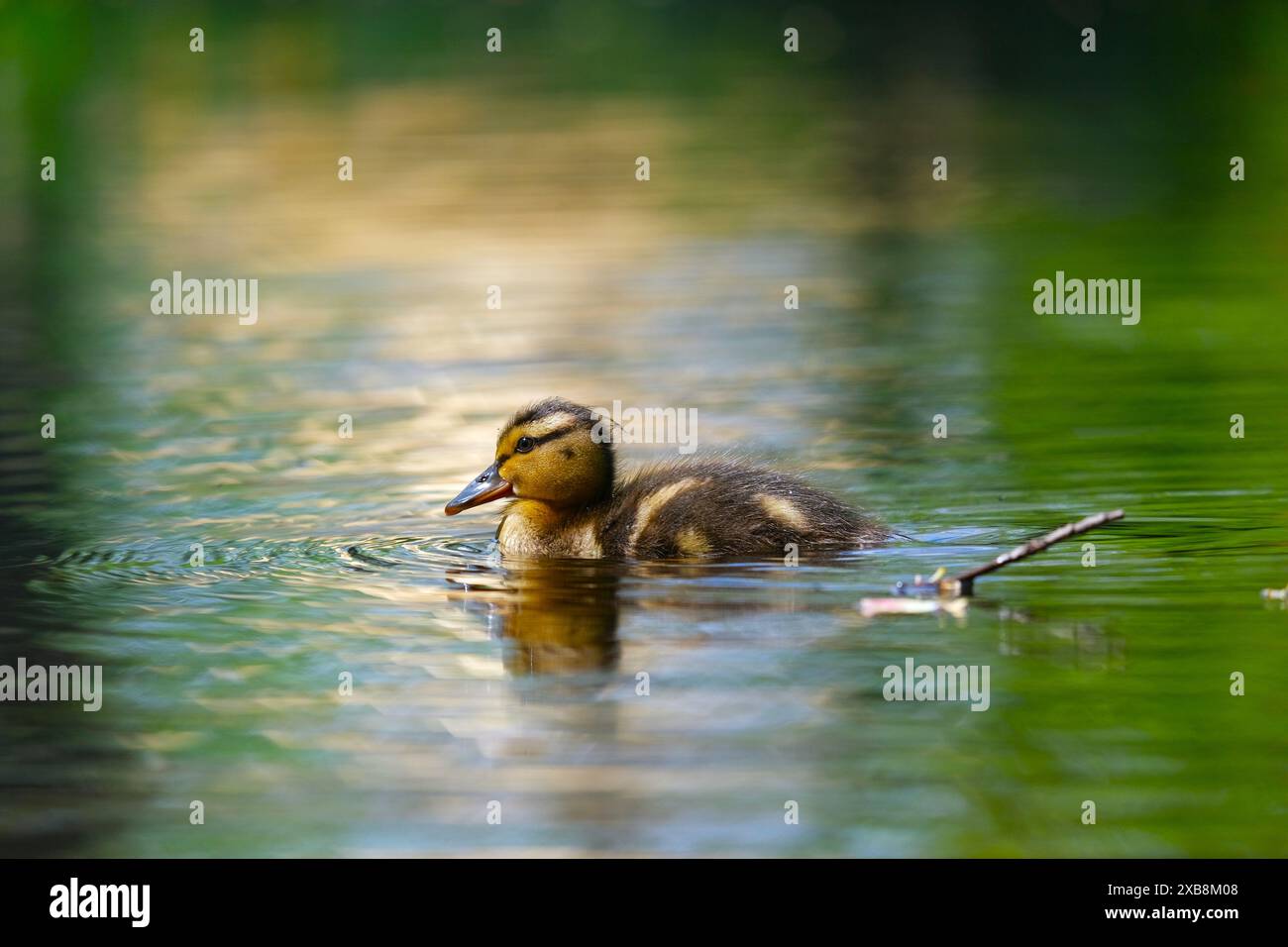 A duck swimming in water Stock Photo - Alamy