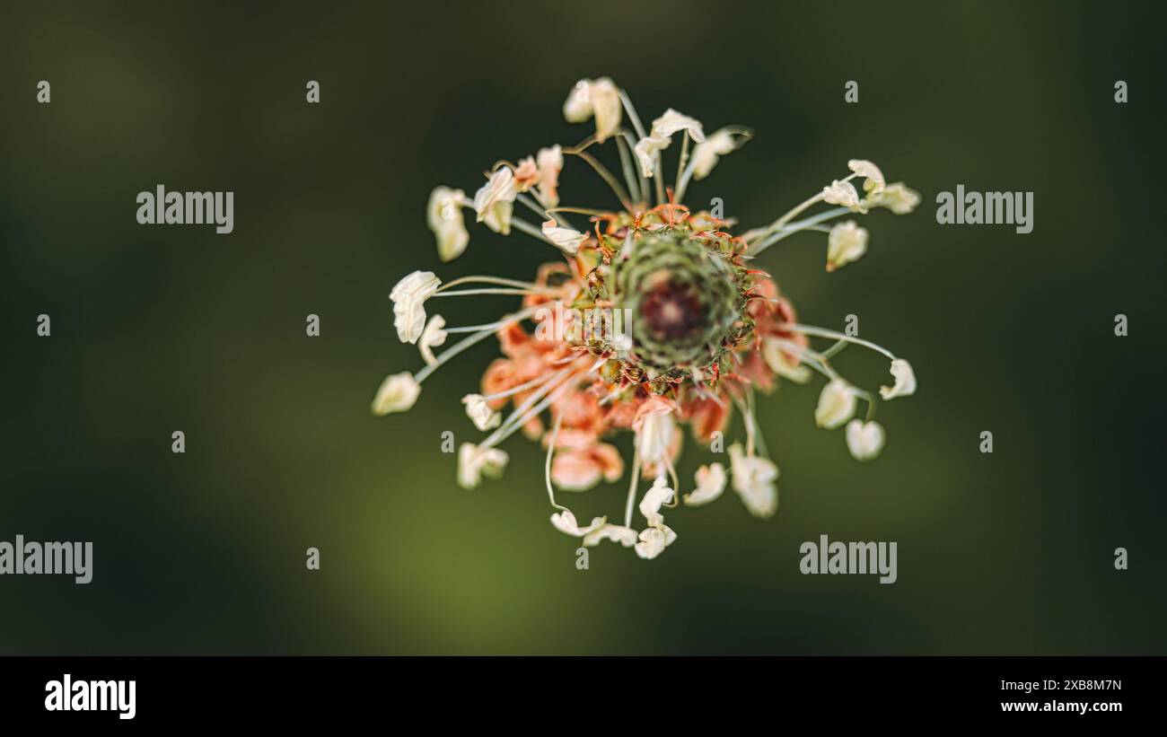 Unique flower with numerous tiny blooms inside Stock Photo - Alamy