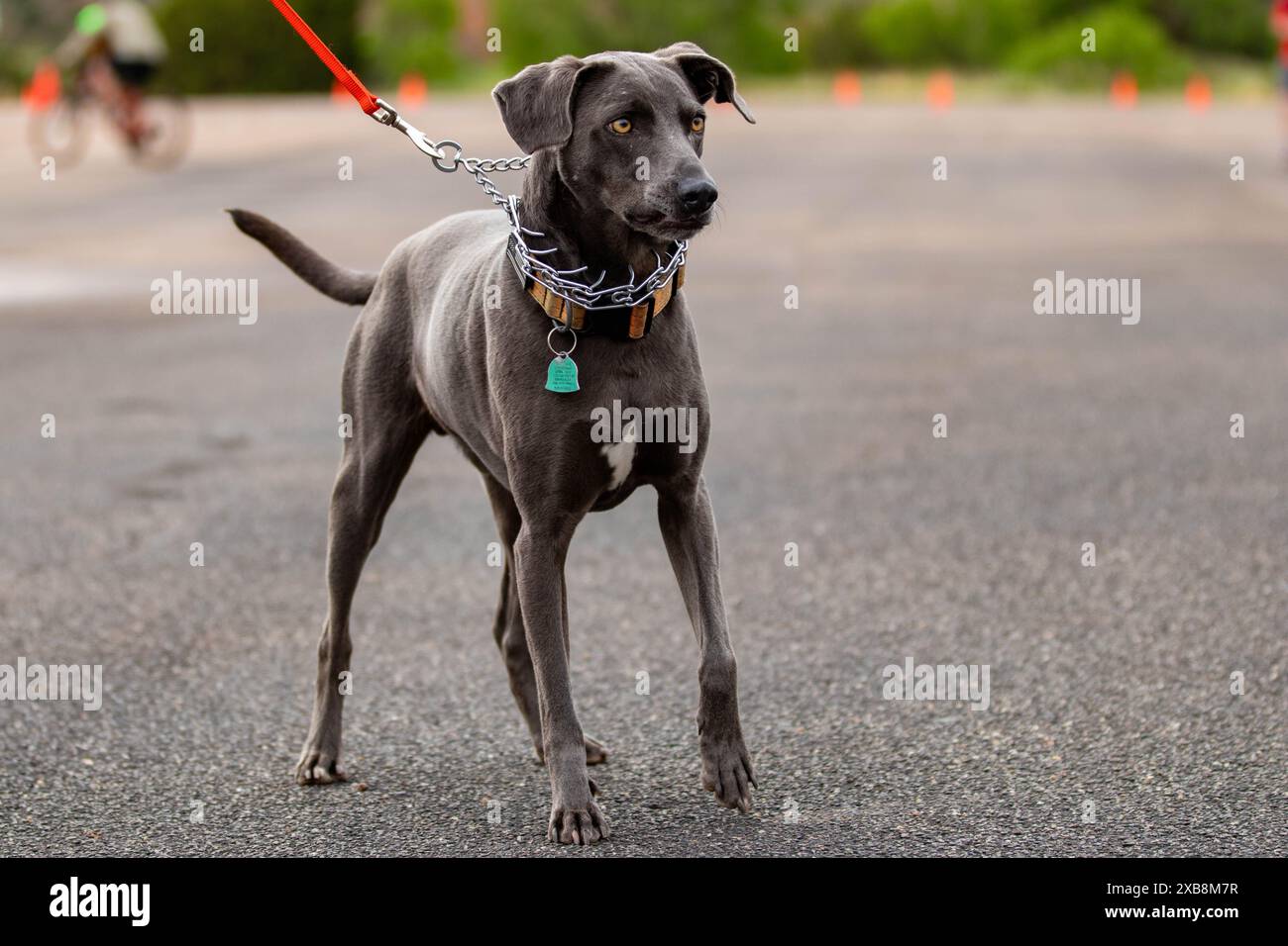 Wearing a leash hi-res stock photography and images - Alamy
