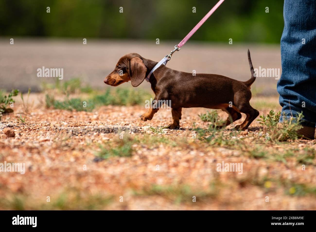 A small dog walking on a leash down a path Stock Photo - Alamy