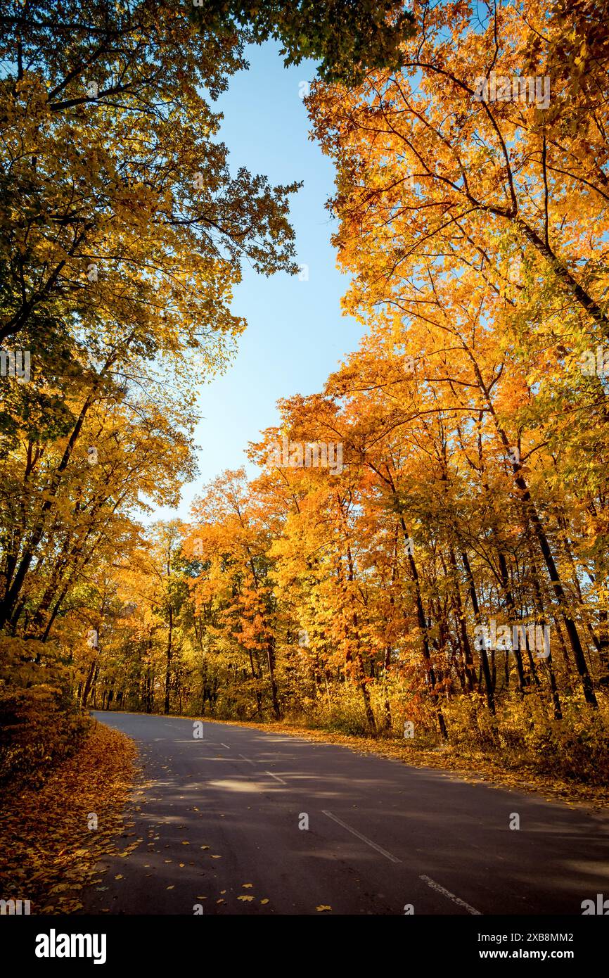 Vertical image of a road turning left in autumn forest. Winding road ...