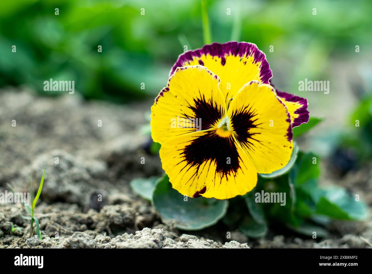 Beauty of floral variations hi-res stock photography and images - Alamy