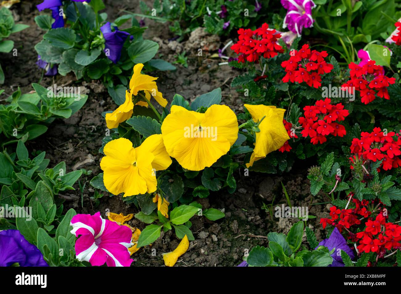 Pansy Trailing Winter Flowering Cool Wave Golden Yellow. The latest ...