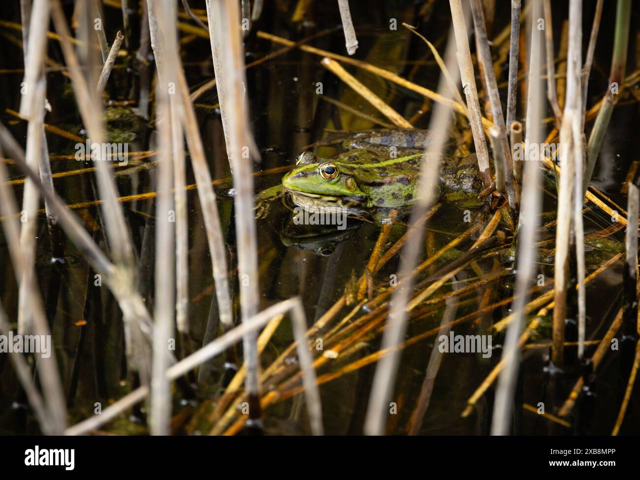 A green frog surrounded by water and reeds Stock Photo - Alamy