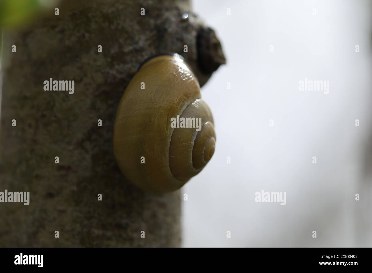 Cepaea sp hi-res stock photography and images - Alamy