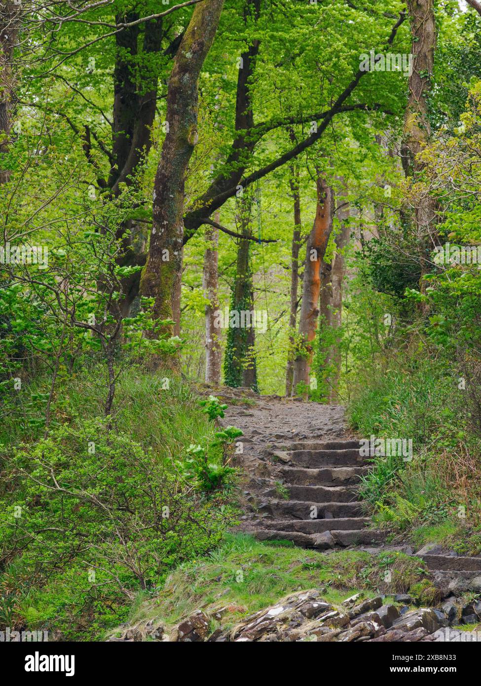 Woodland rejuvenation hi-res stock photography and images - Alamy