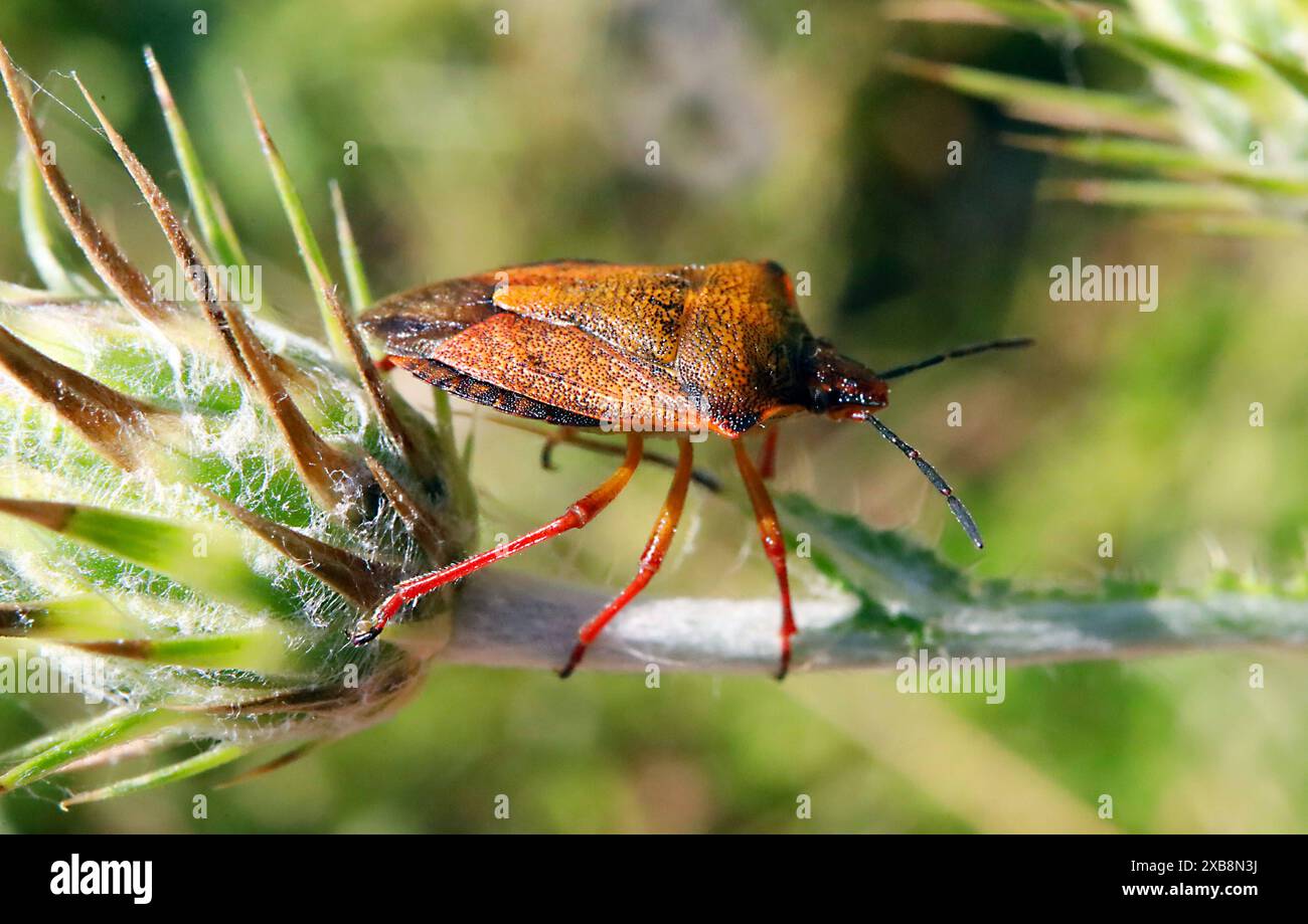 Insekten makrofoto hi-res stock photography and images - Alamy