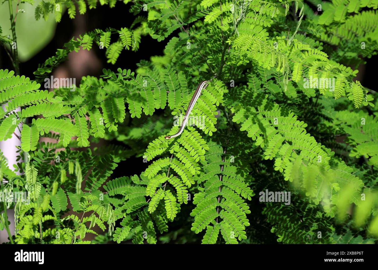A mature plant with lush green foliage grown over time Stock Photo - Alamy
