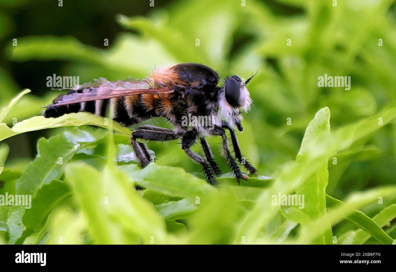 A bee perched on a plant, wings spread, and legs curled Stock Photo - Alamy