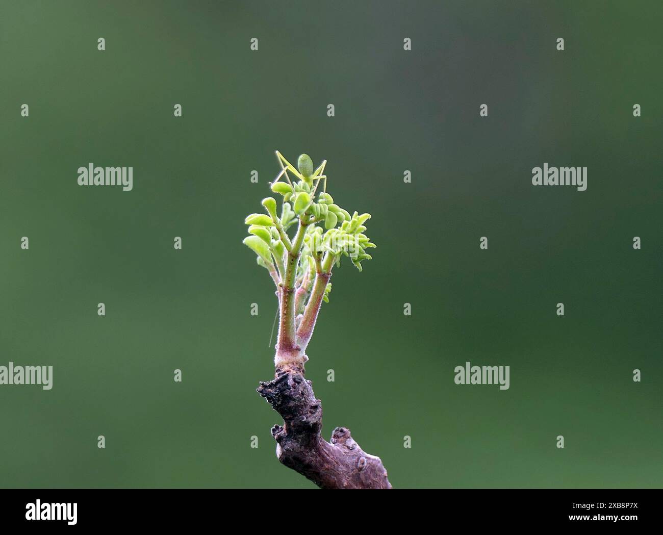 A tiny plant sprouts from a twig on a tree Stock Photo - Alamy