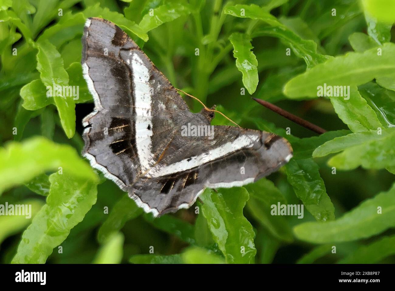 Colorful wing markings hi-res stock photography and images - Alamy