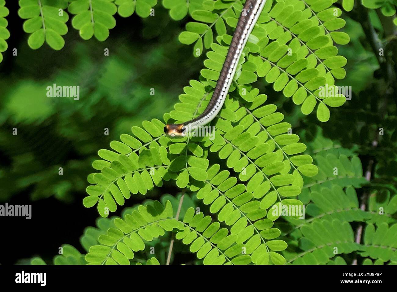 Curled worm hi-res stock photography and images - Alamy