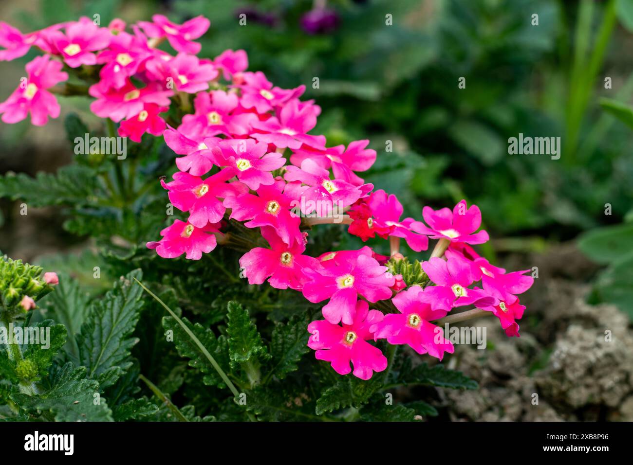 Pink velvet Verbena features showy clusters of red star-shaped flowers ...