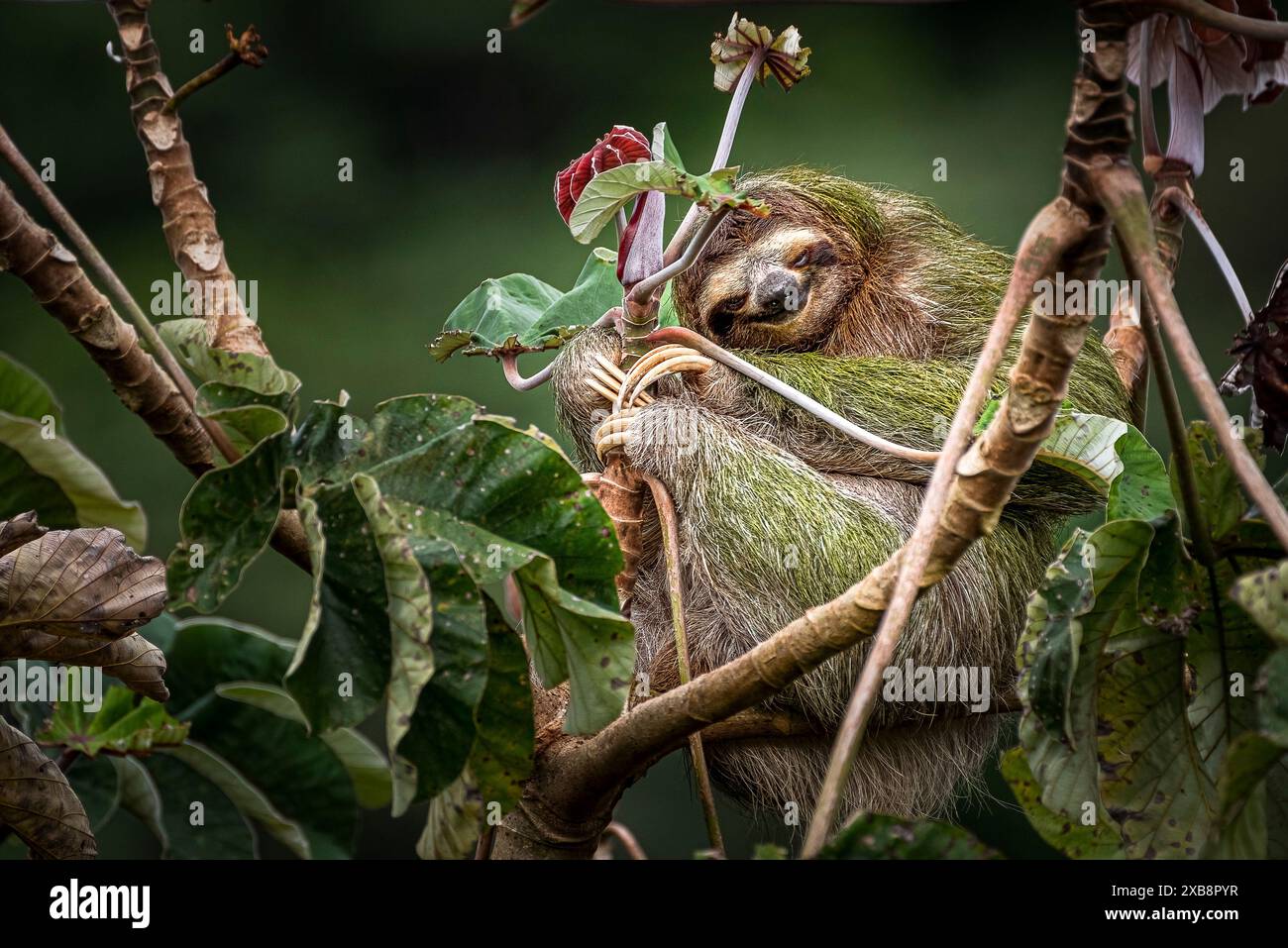 A Brown sloth on tree with lush foliage and blooms Stock Photo - Alamy