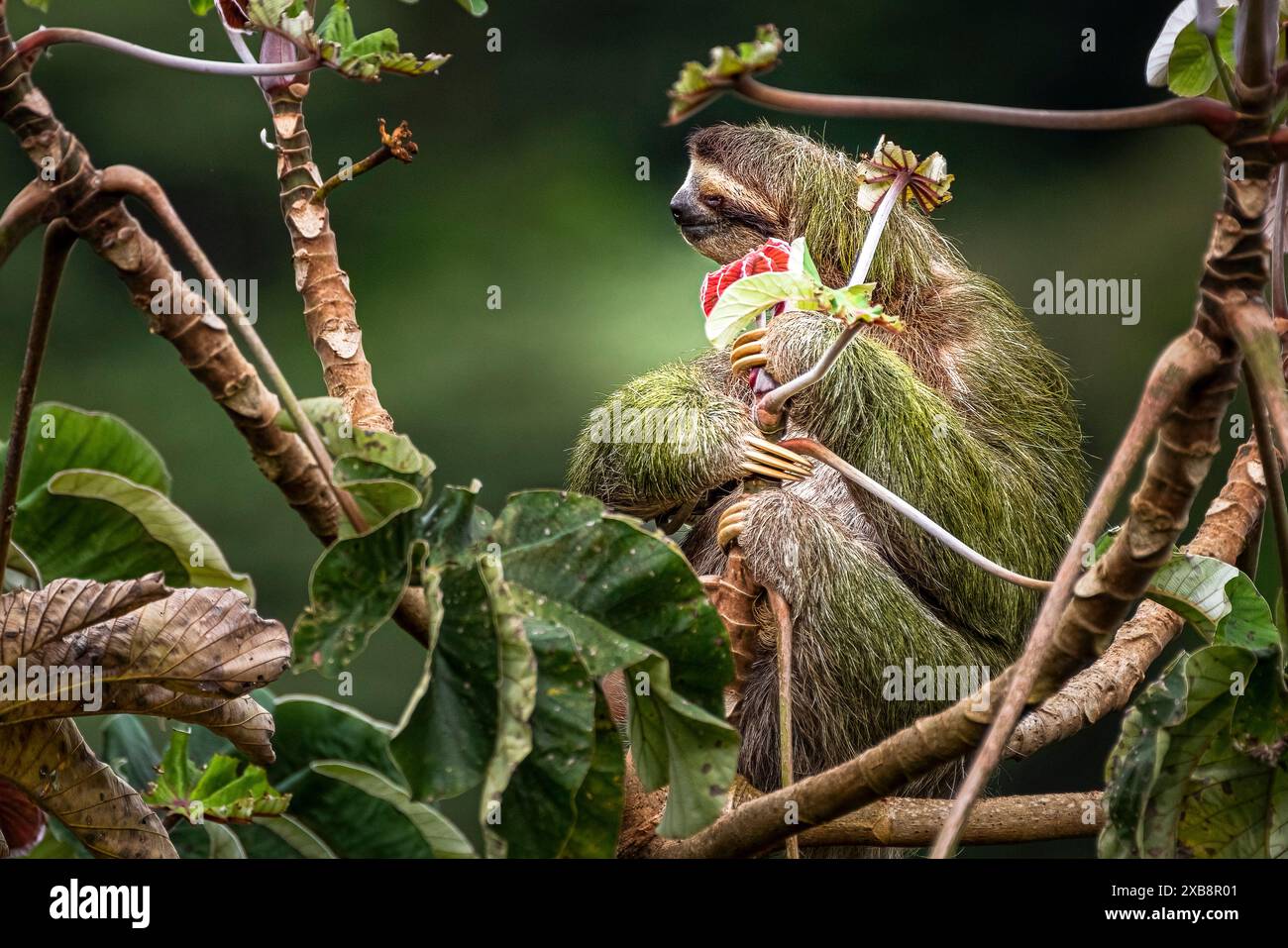 Climbing tree fruit rainforest hi-res stock photography and images - Alamy