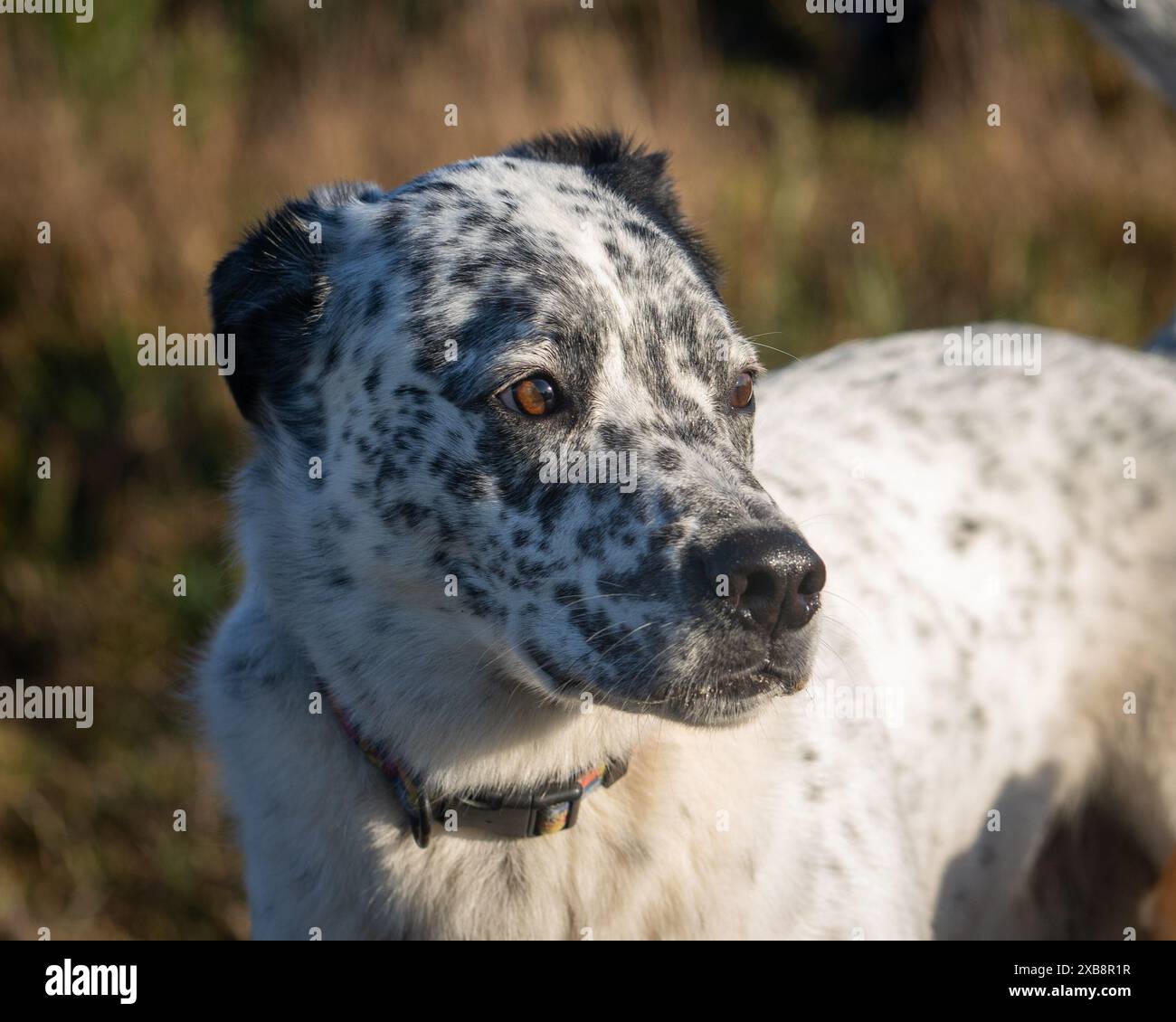 A white and black dog with a unique spotted pattern on its face Stock ...