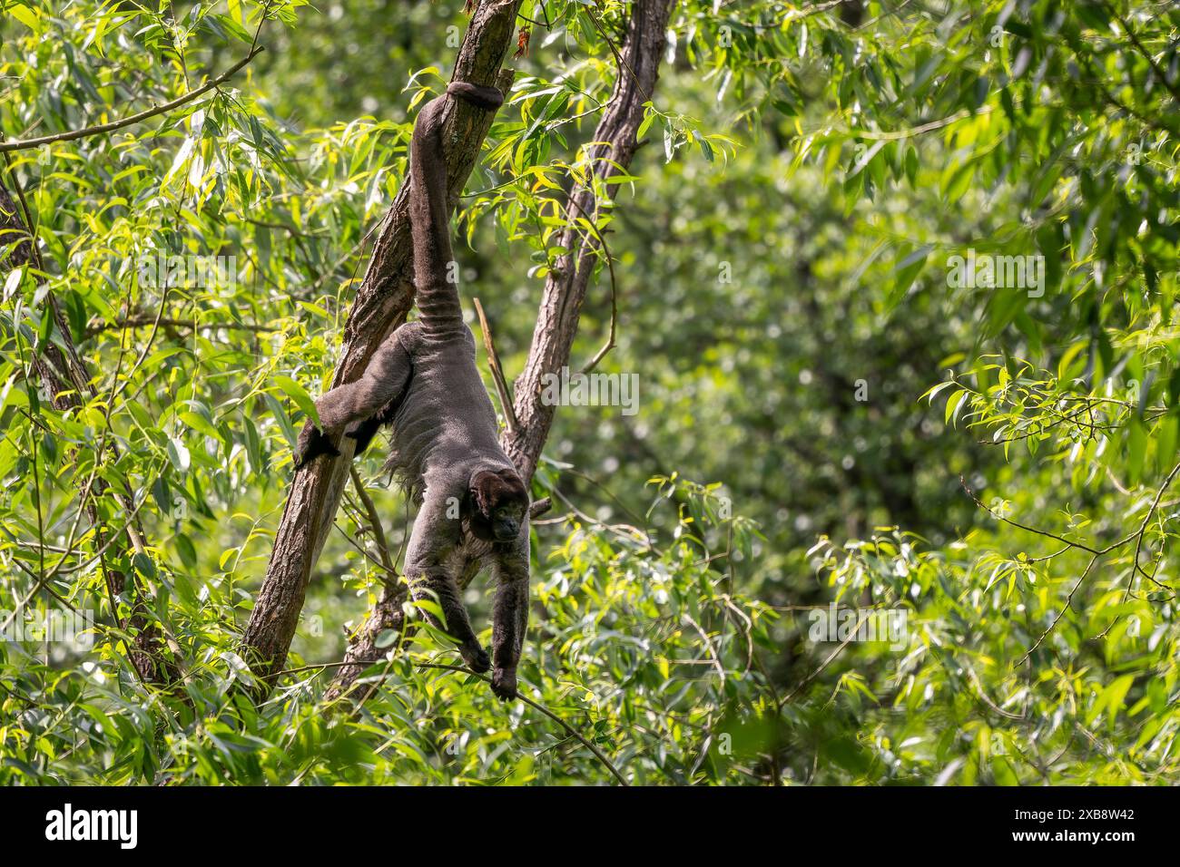 Common Woolly Monkey - Lagothrix lagothricha, unique gray monkey with ...