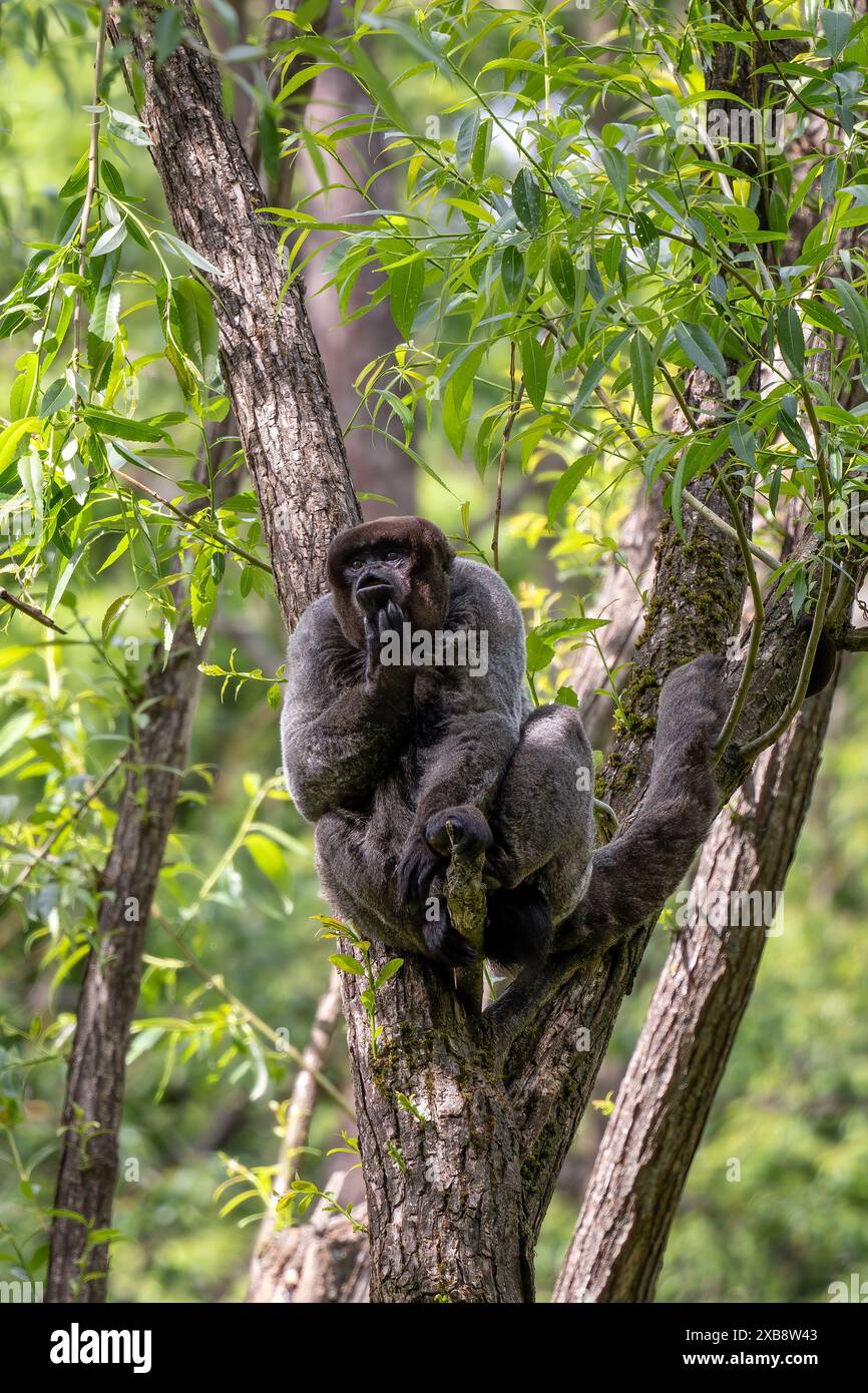 Common Woolly Monkey - Lagothrix lagothricha, unique gray monkey with ...