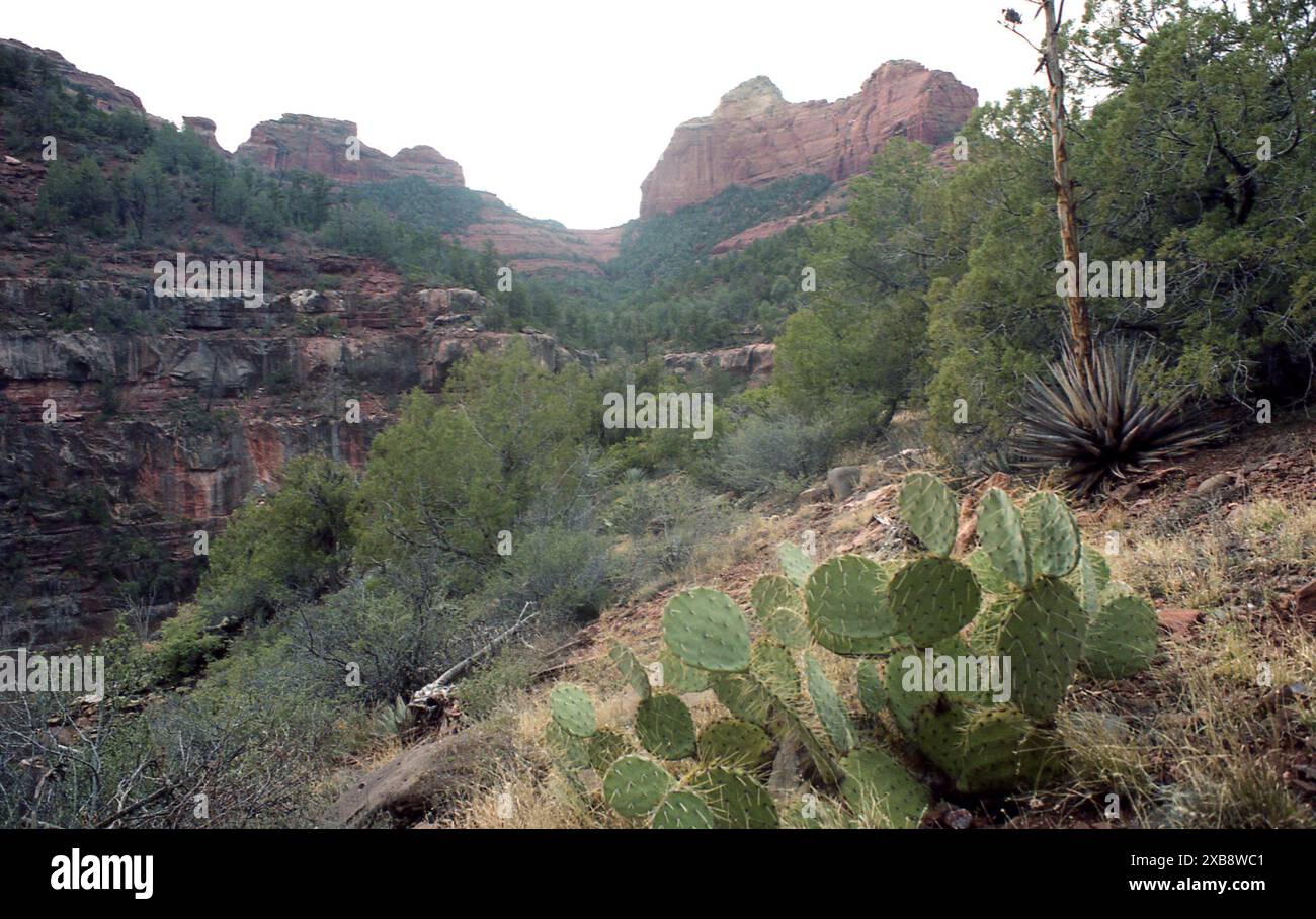 Arizona, U.S.A., 2003. Native plants growing on the rugged terrain of ...