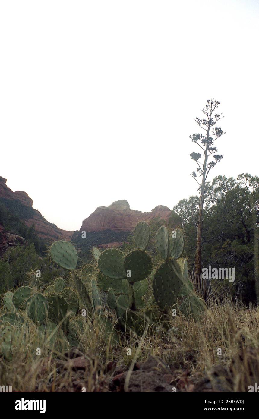Arizona, U.S.A., 2003. Native plants growing on the rugged terrain of ...