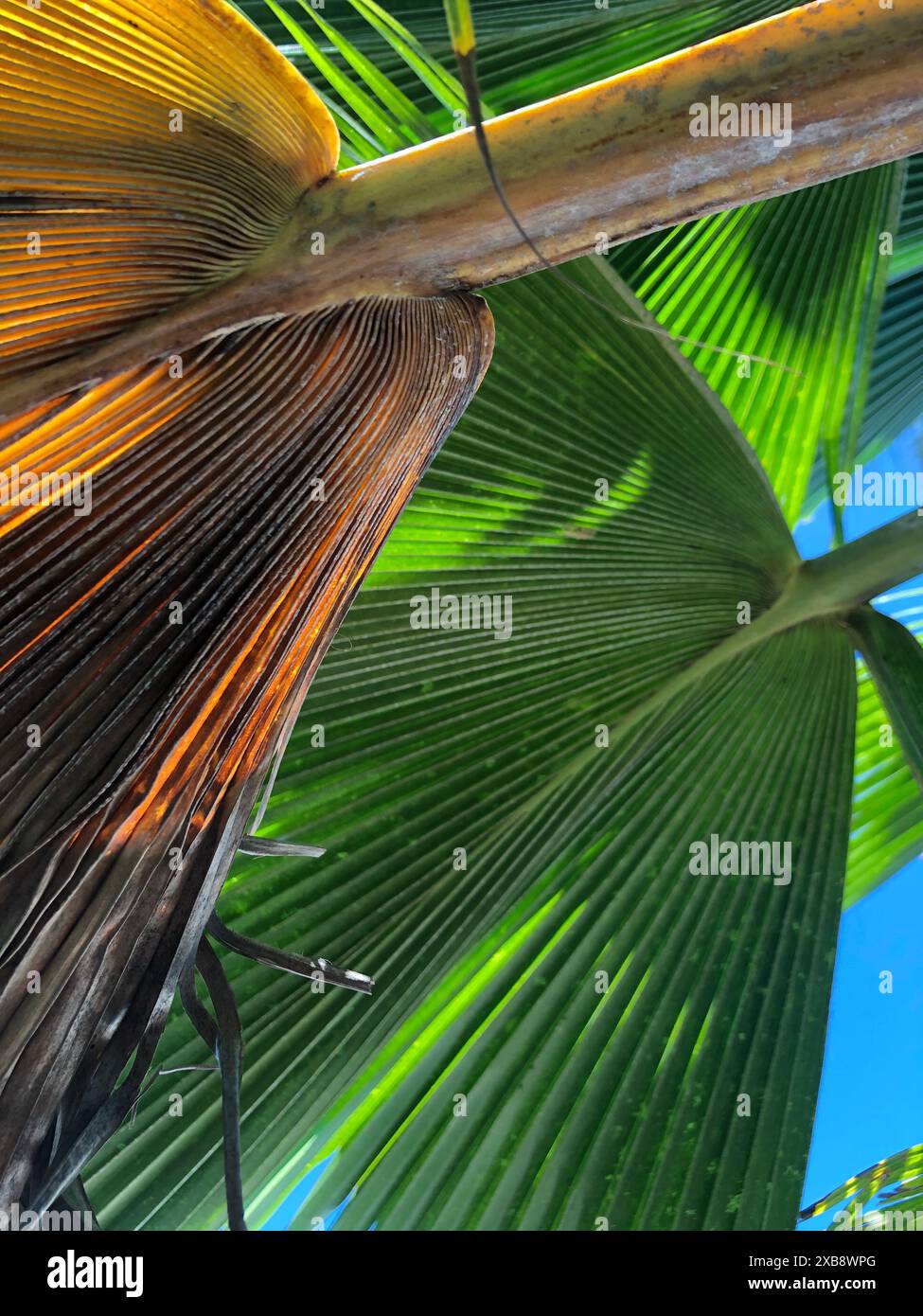 Palm tree fronds growth hi-res stock photography and images - Alamy