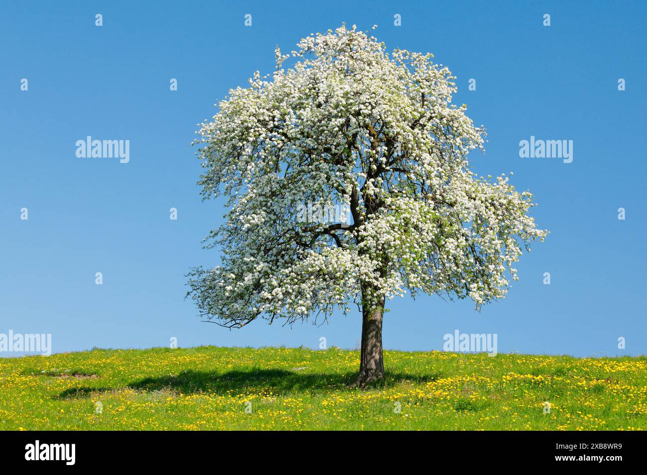 botany, solitary, flowering pear tree in the spring in blooming meadow ...