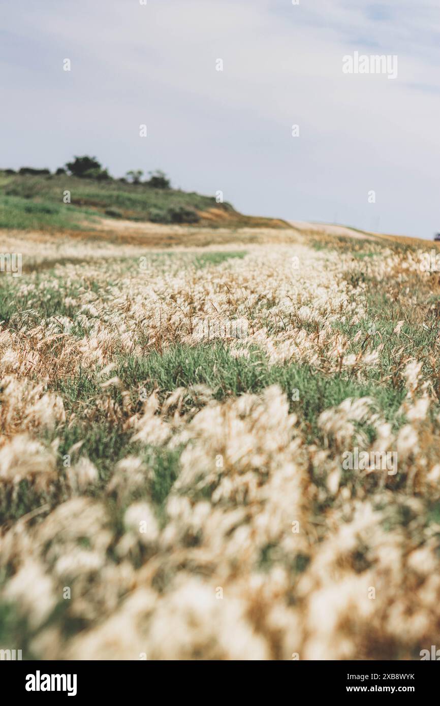 A surfer riding a surfboard through tall grass Stock Photo - Alamy