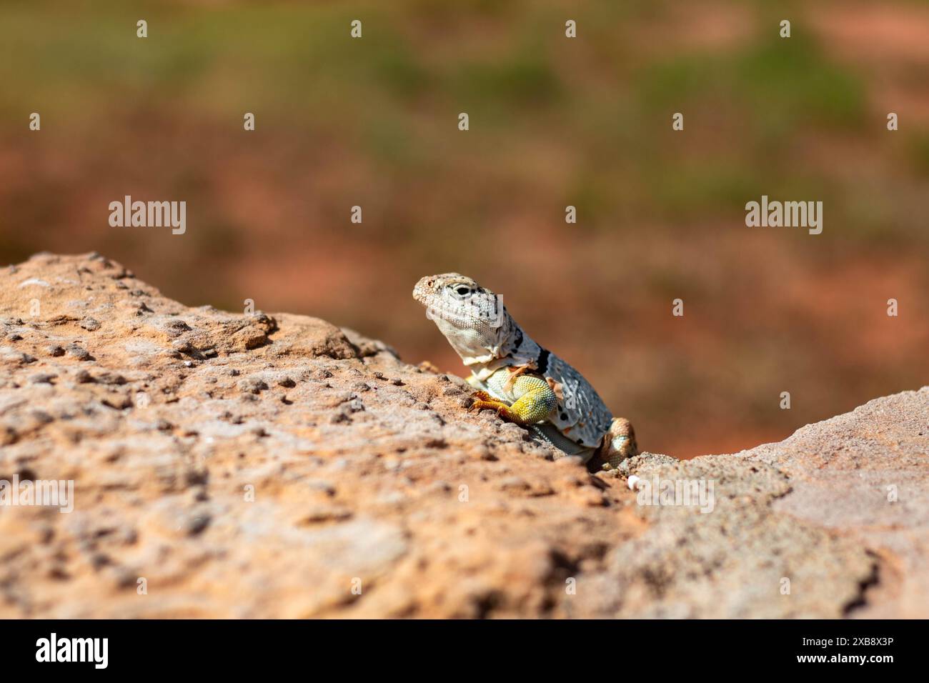 A lizard basking on a sunlit rock Stock Photo - Alamy