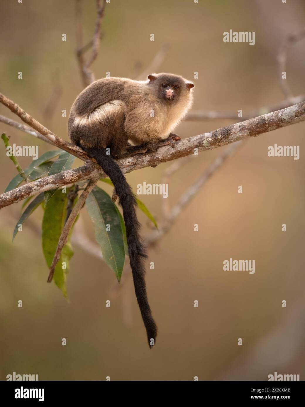A Black-tailed Marmoset (Mico melanurus) from North Pantanal and the ...