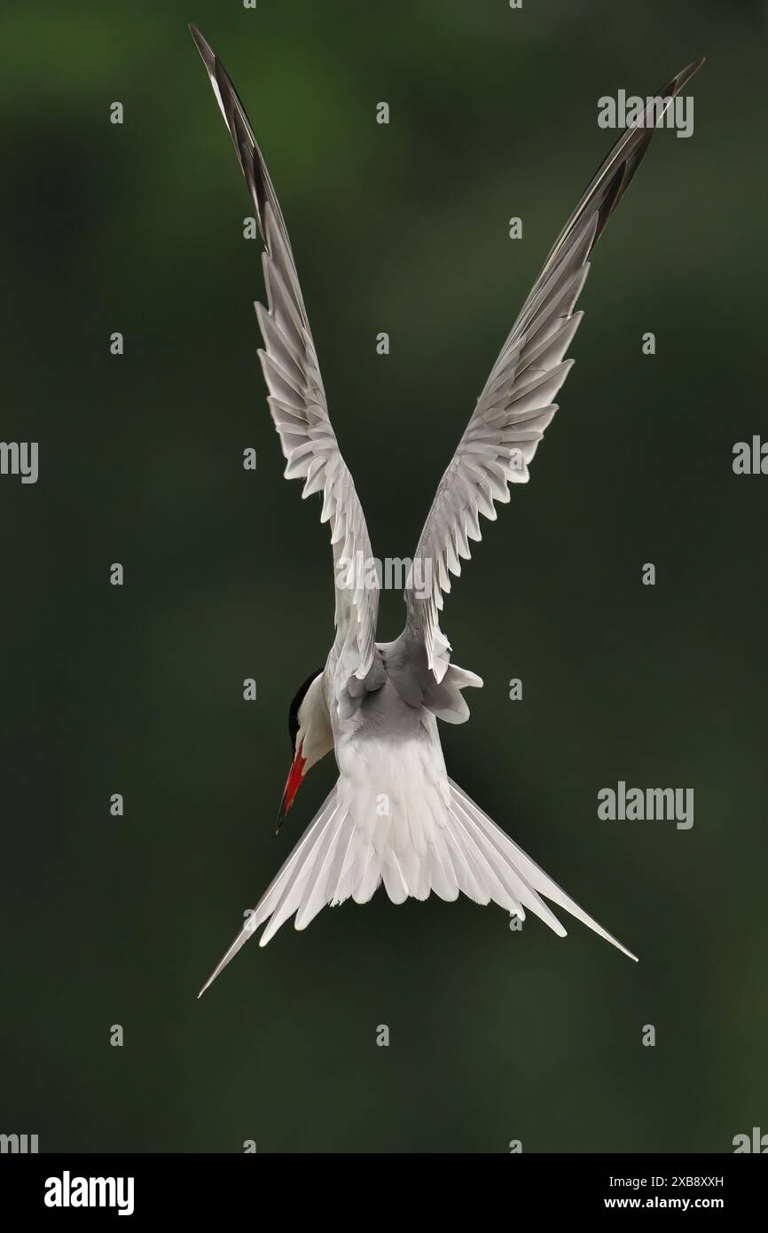 A flying bird with a vibrant red beak Stock Photo - Alamy