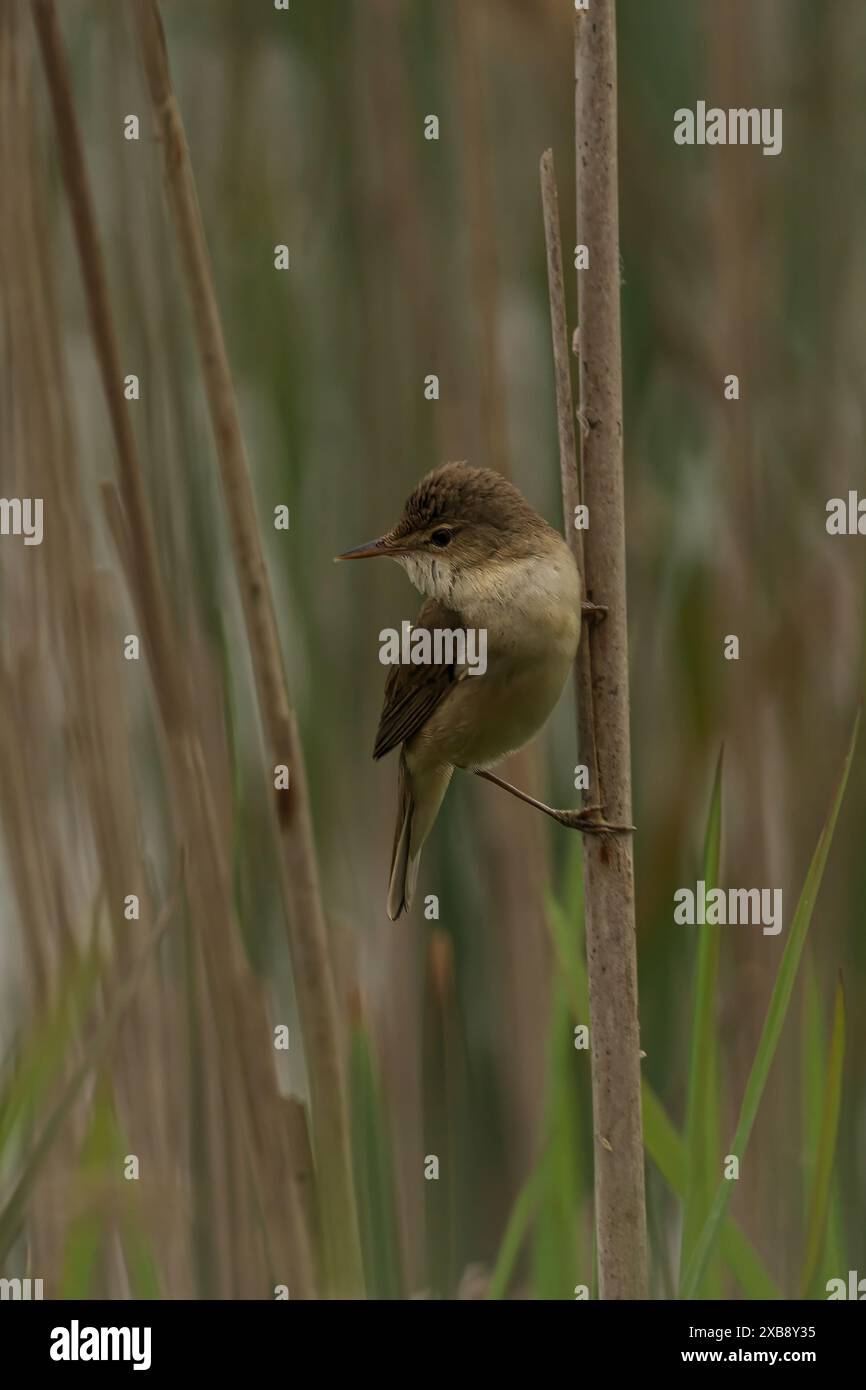 Bird sitting on slender brown plant stalks Stock Photo - Alamy
