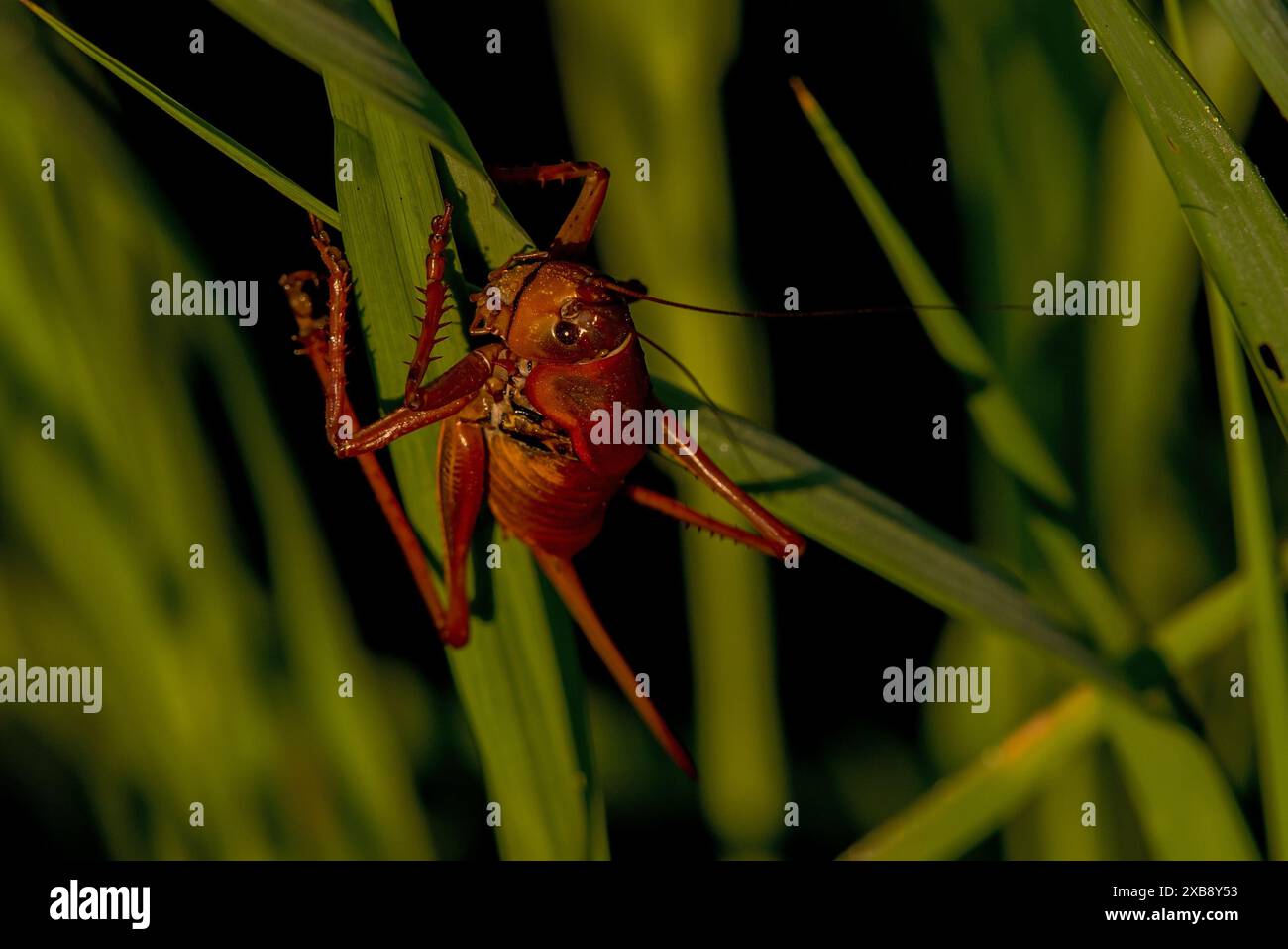 Morman Cricket (Anabrus simplex) at Camas Prairie Centennial Marsh ...