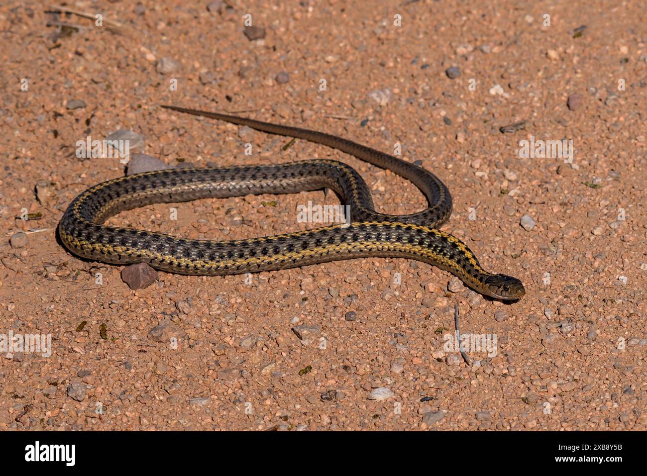 Terrestrial Garter Snake (Thamnophis elegans) at Camas Prairie ...