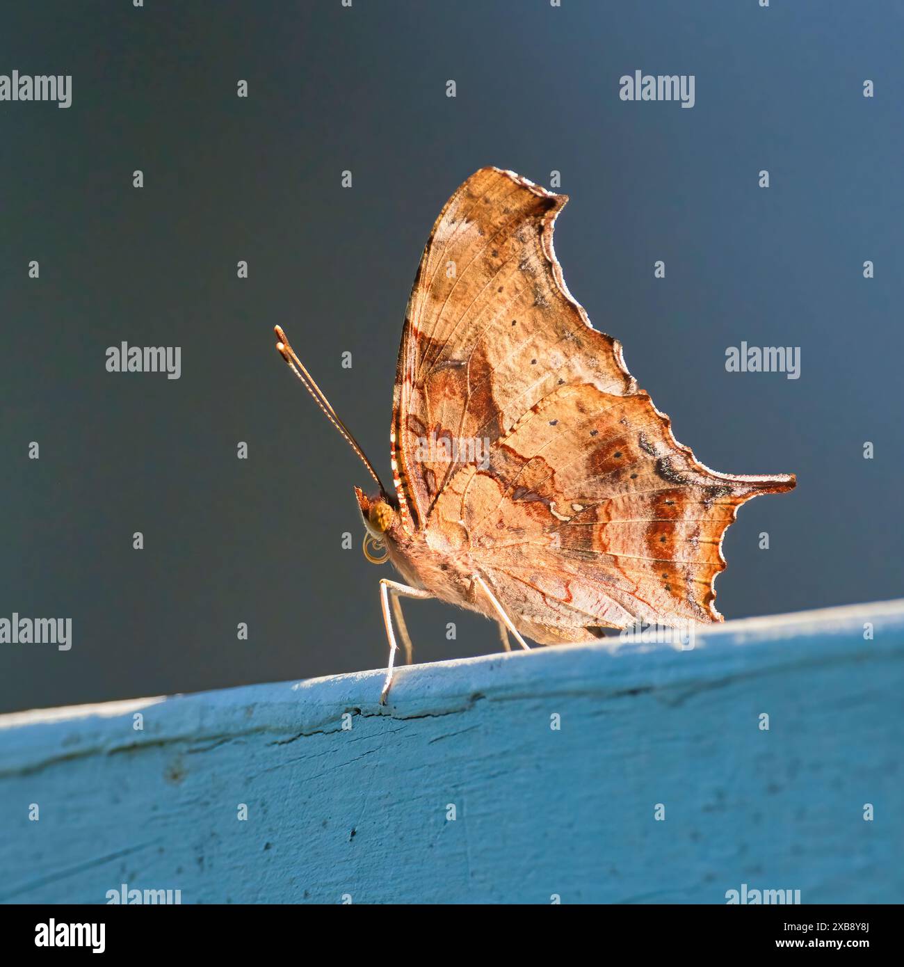 Moth camouflage pattern antenna hi-res stock photography and images - Alamy
