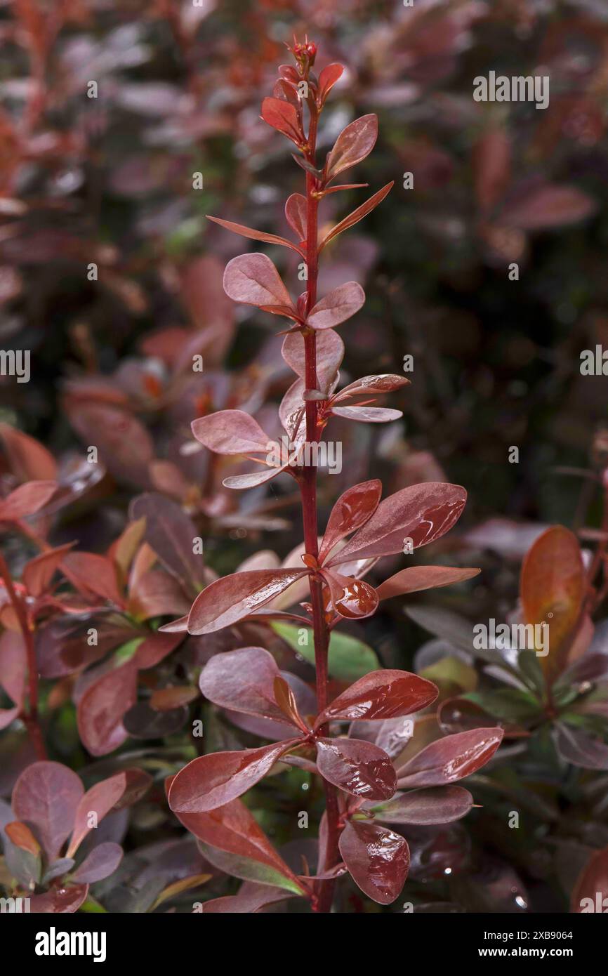 A close-up of a Japanese barberry plant with red leaves in a garden ...