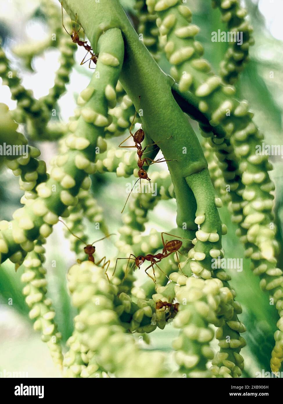 Green small fruits hi-res stock photography and images - Alamy