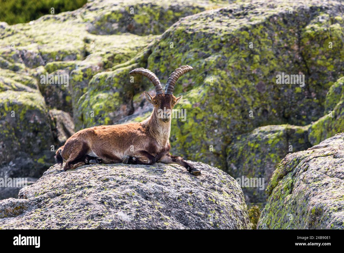A Spanish ibex in Sierra de Gredos, Avila, Castilla y Leon, Spain Stock ...