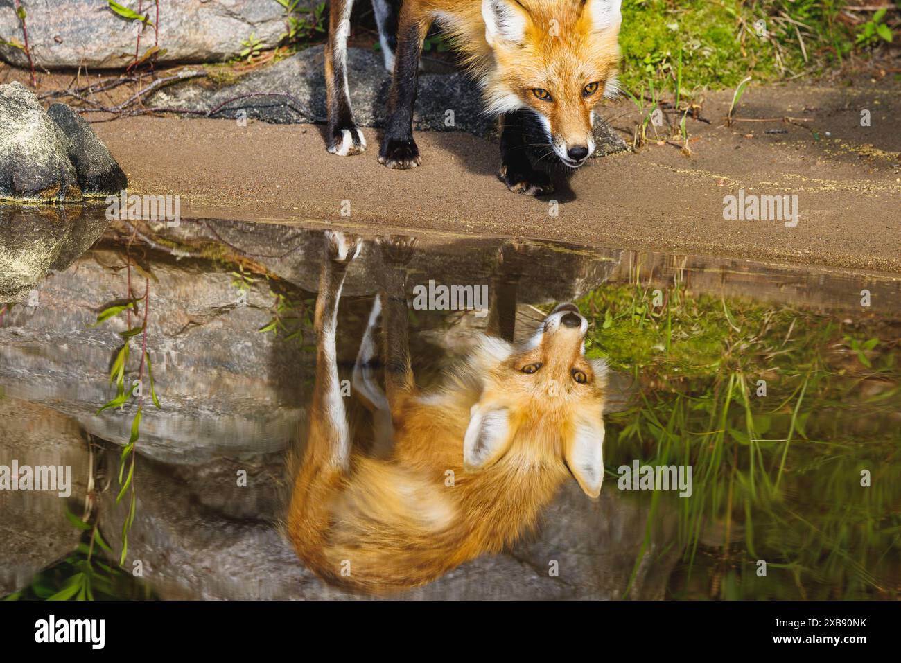 A fox stands by its reflection in water Stock Photo - Alamy